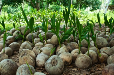 Ilha Pavuvu, Ilhas Salomão - Cruzeiros com Desconto, Cruzeiros de ...